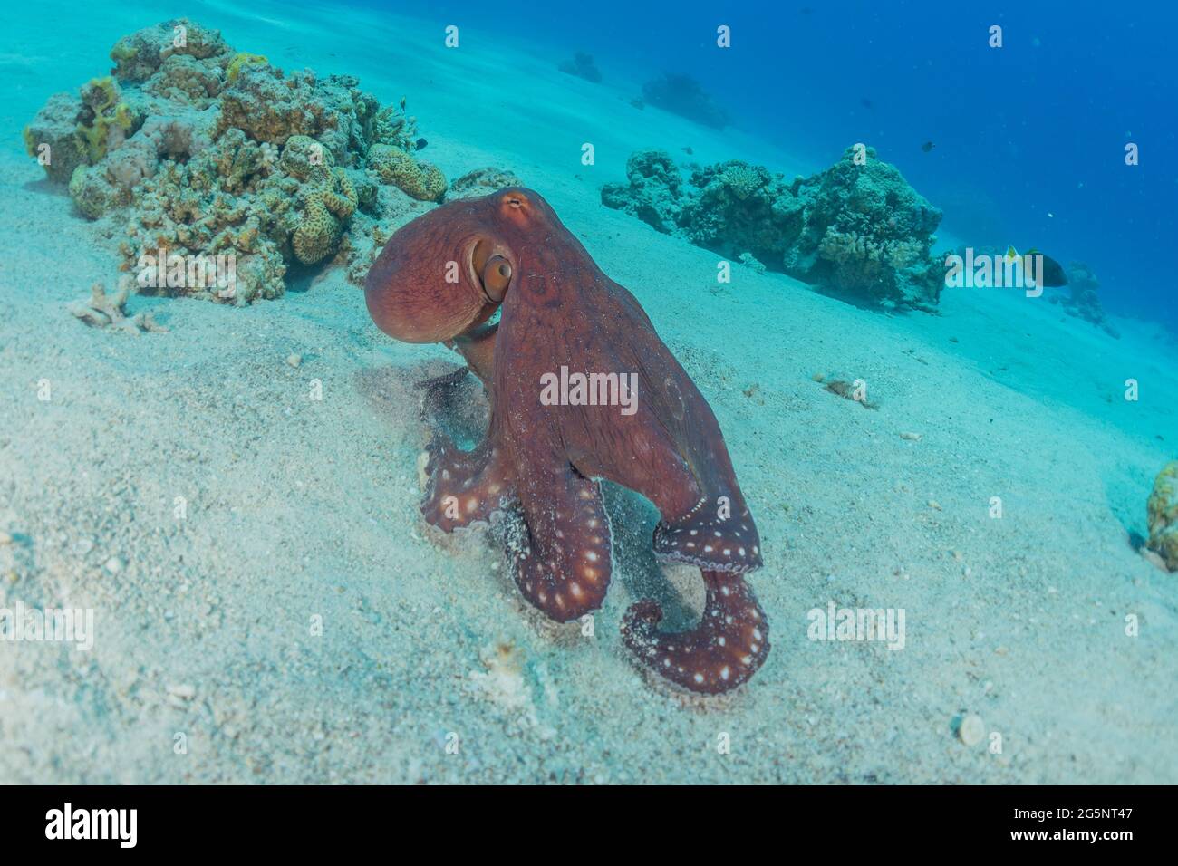 Octopus king of camouflage in the Red Sea, Eilat Israel Stock Photo - Alamy