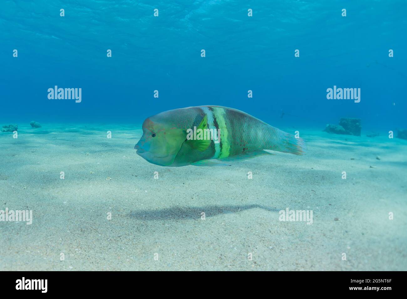 Fish swim in the Red Sea, colorful fish, Eilat Israel Stock Photo - Alamy