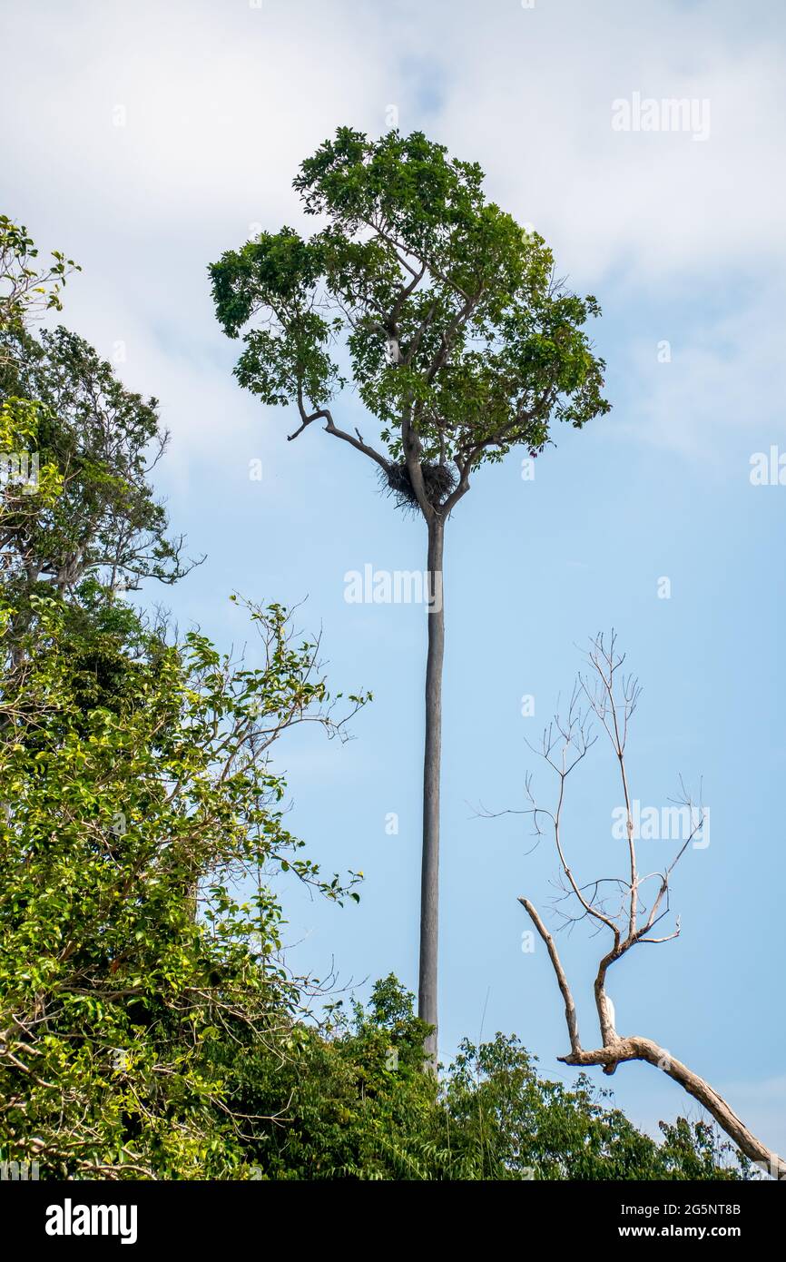 The nests of large birds made of small wood branches on the tops of ...