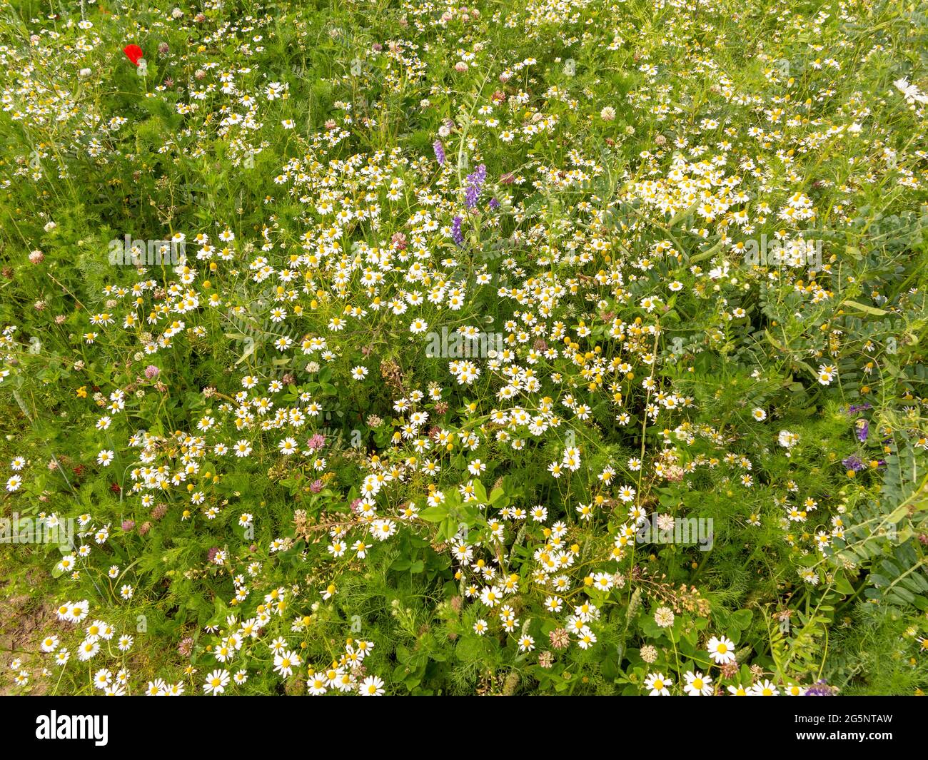 A field margin full of many species of wild flowers Stock Photo - Alamy