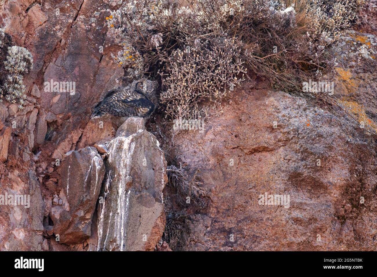 Cape eagle owl bubo capensis hi-res stock photography and images - Alamy