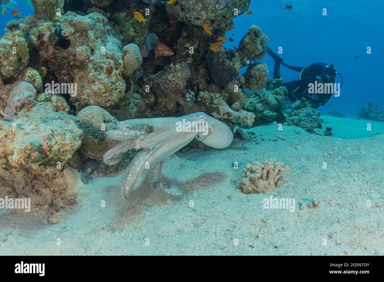 Octopus king of camouflage in the Red Sea, Eilat Israel Stock Photo - Alamy