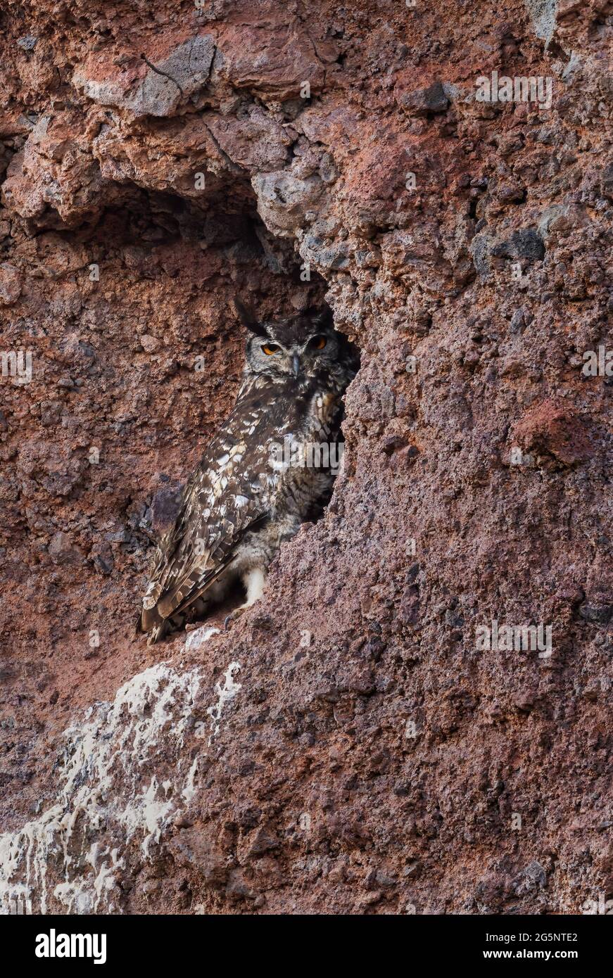 Cape Eagle-owl - Bubo capensis, beautiful large eagle owl from African ...