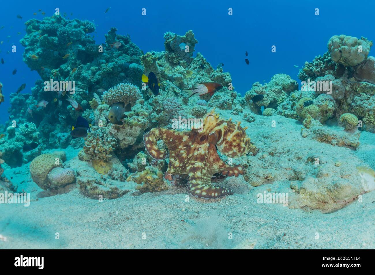 Octopus king of camouflage in the Red Sea, Eilat Israel Stock Photo - Alamy