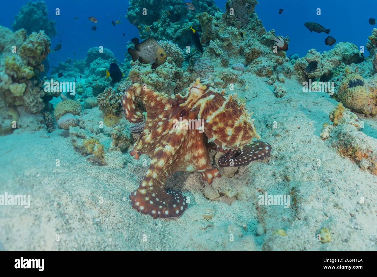 Octopus king of camouflage in the Red Sea, Eilat Israel Stock Photo - Alamy