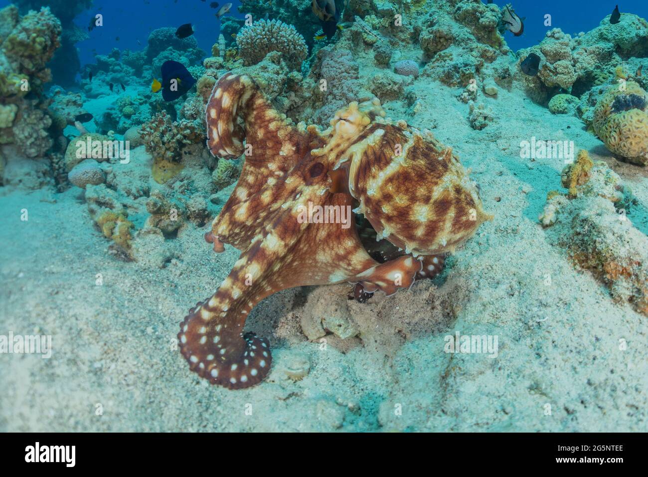 Octopus king of camouflage in the Red Sea, Eilat Israel Stock Photo - Alamy