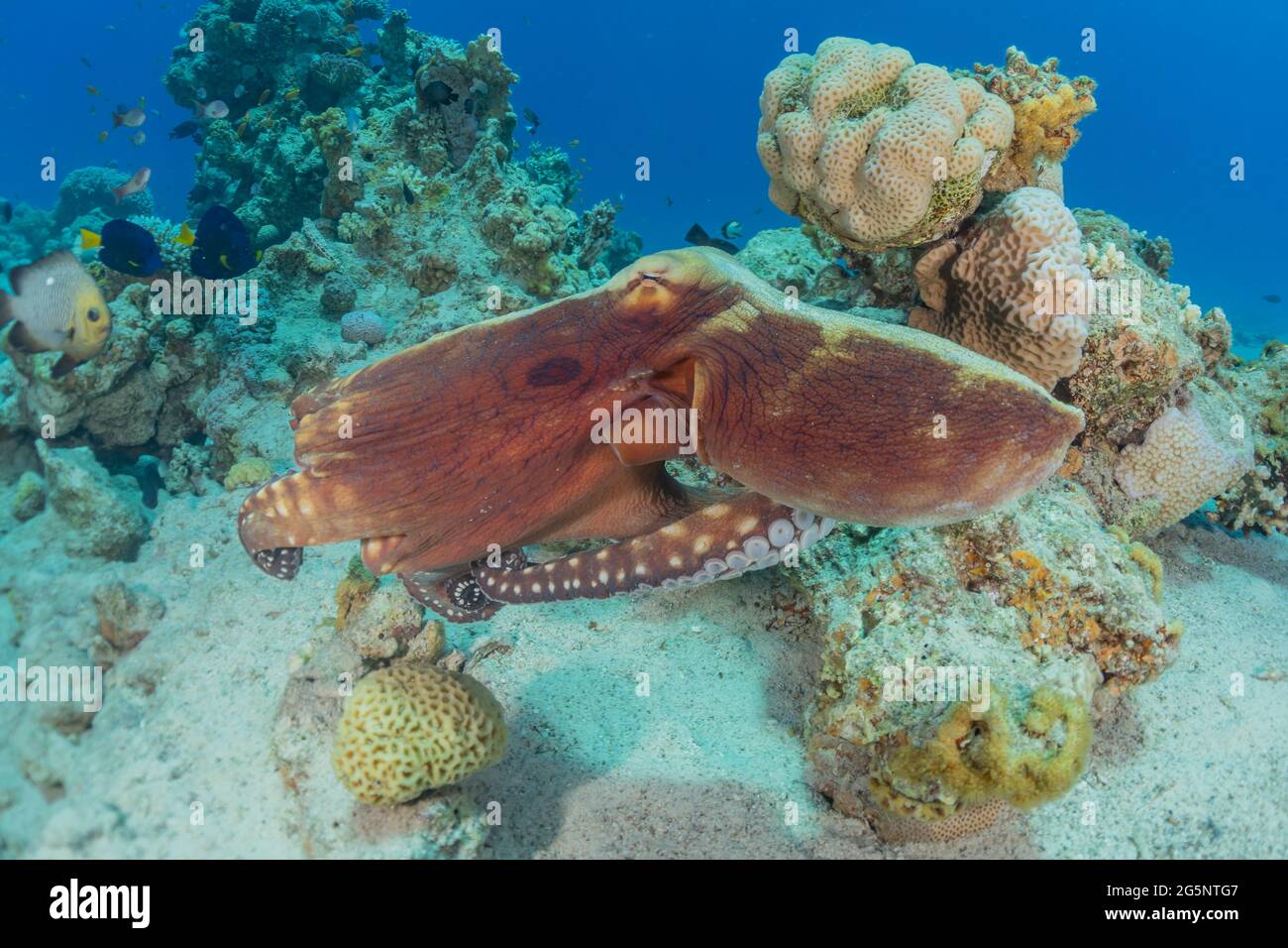 Octopus king of camouflage in the Red Sea, Eilat Israel Stock Photo - Alamy