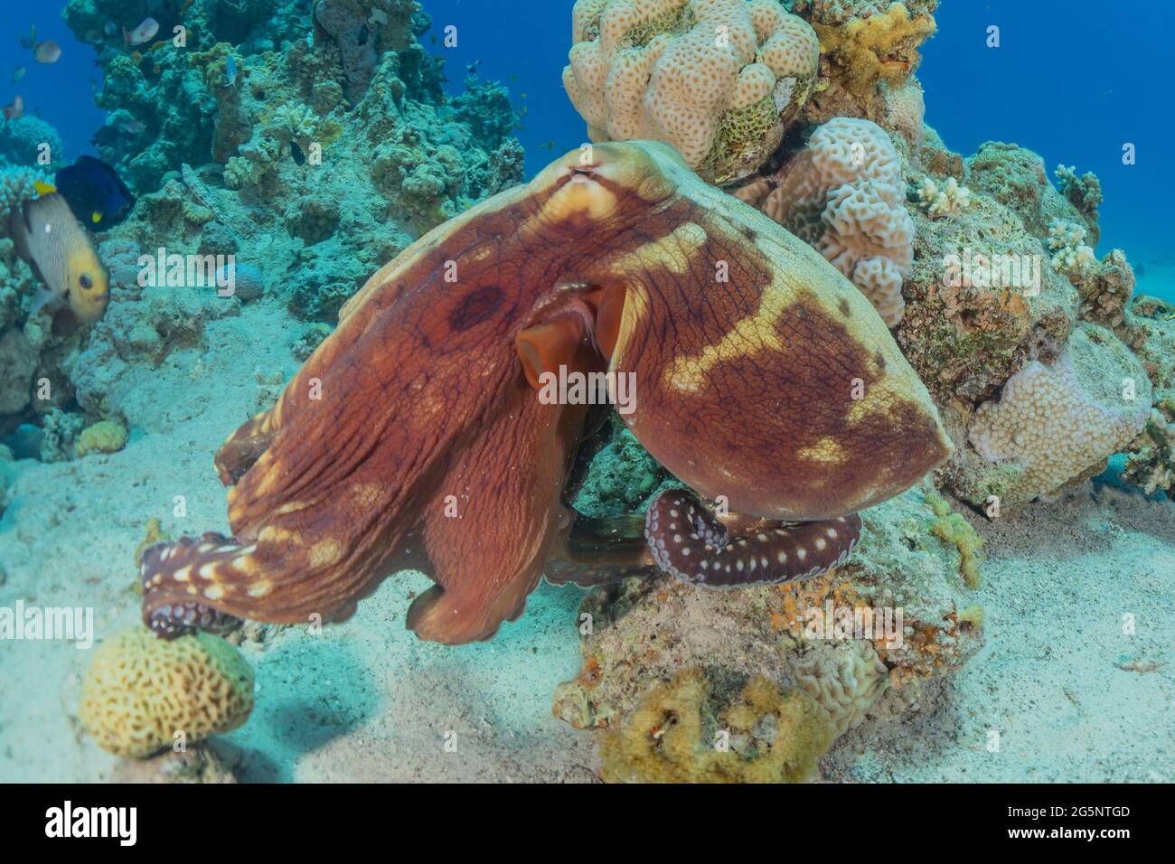 Octopus king of camouflage in the Red Sea, Eilat Israel Stock Photo - Alamy