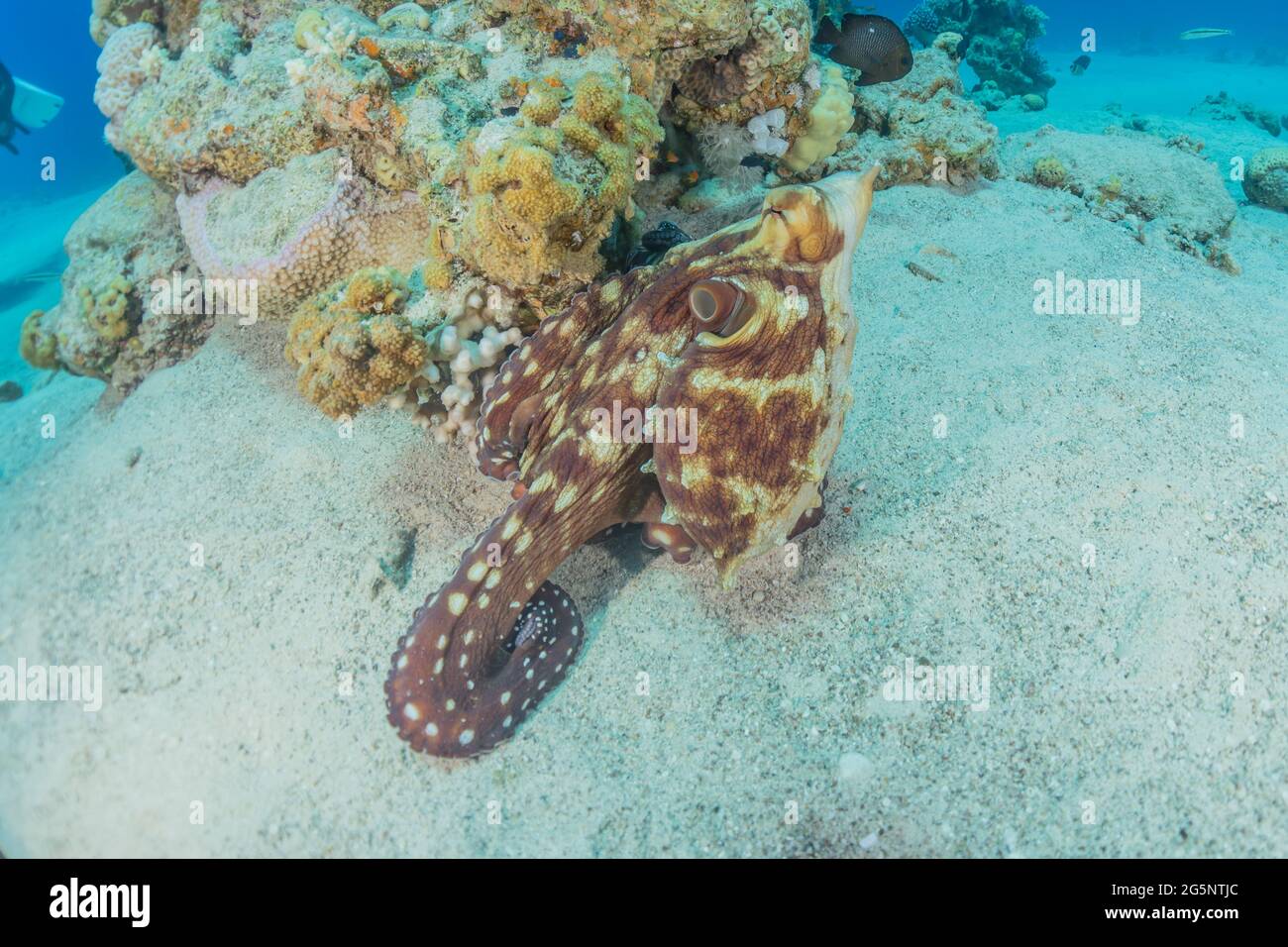 Octopus king of camouflage in the Red Sea, Eilat Israel Stock Photo - Alamy