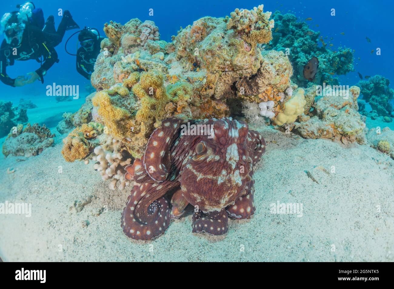 Octopus king of camouflage in the Red Sea, Eilat Israel Stock Photo - Alamy