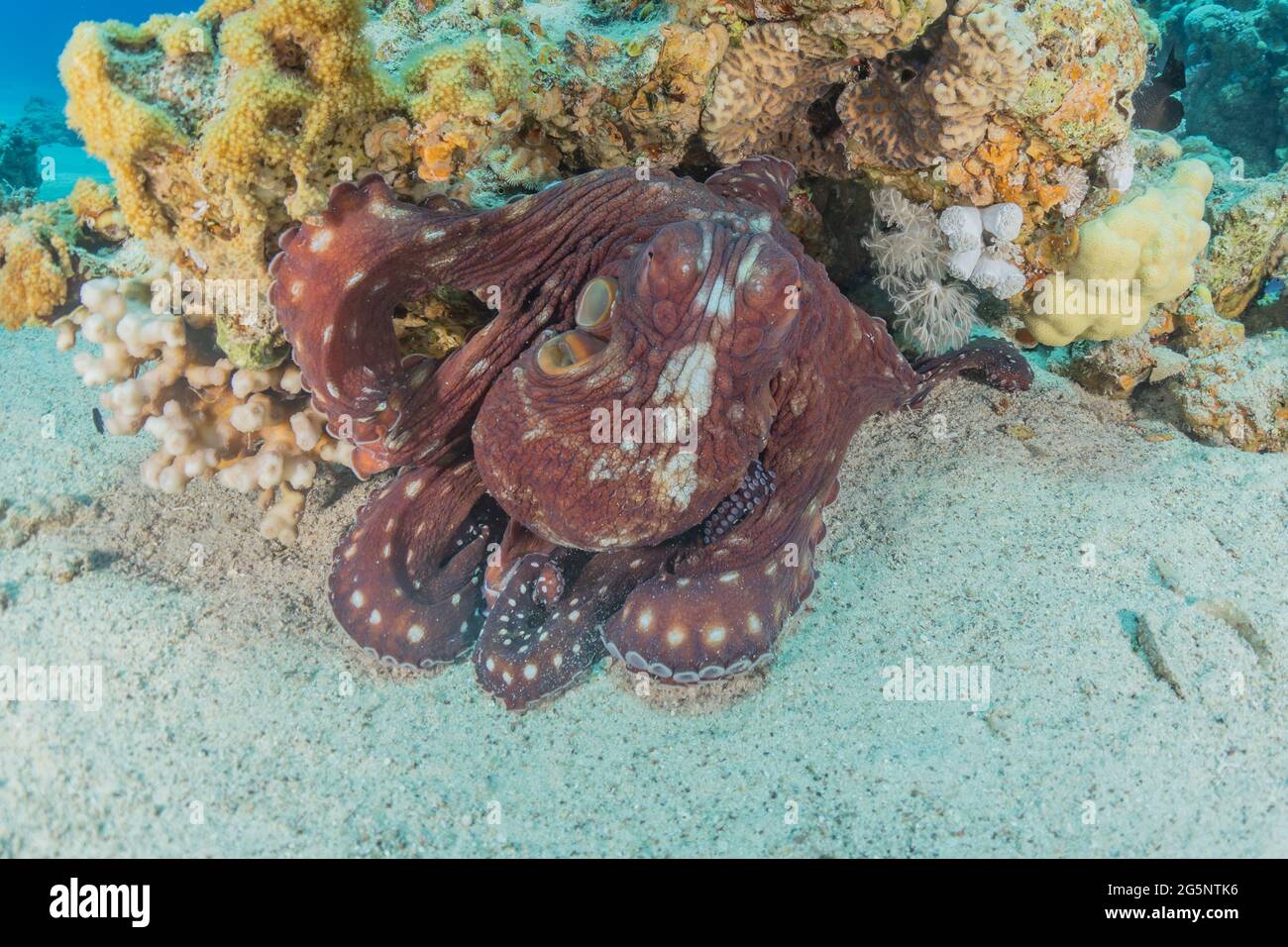 Octopus king of camouflage in the Red Sea, Eilat Israel Stock Photo - Alamy