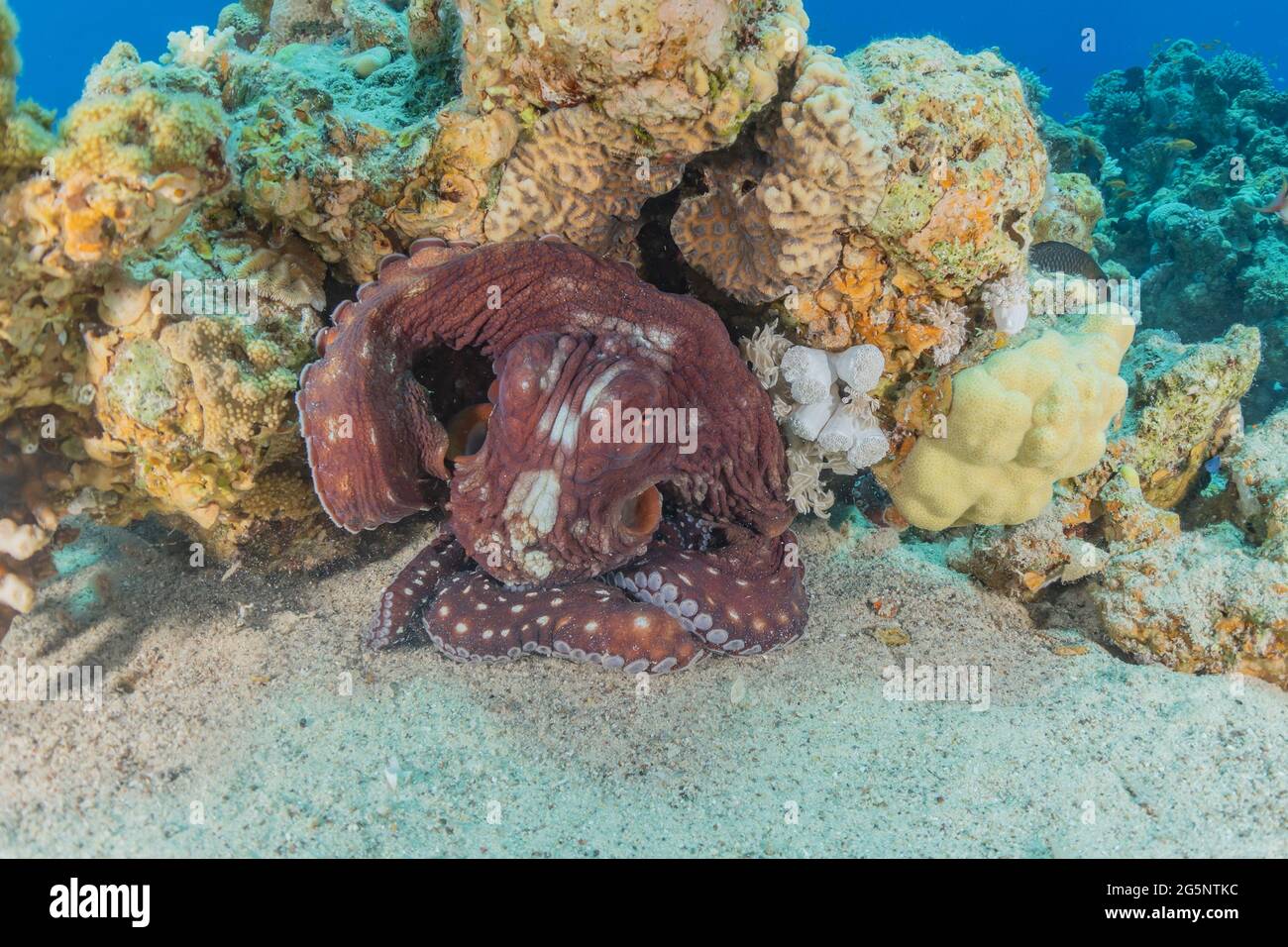 Octopus king of camouflage in the Red Sea, Eilat Israel Stock Photo - Alamy