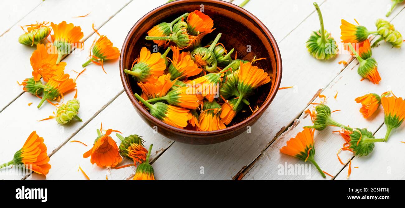Fresh calendula flowers in herbal medicine.Marigold,healing herbs ...