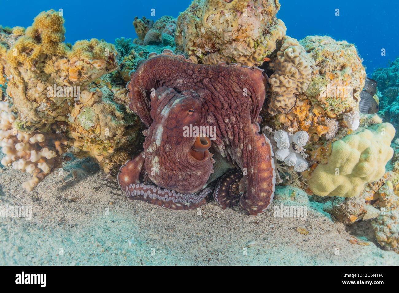 Octopus king of camouflage in the Red Sea, Eilat Israel Stock Photo - Alamy