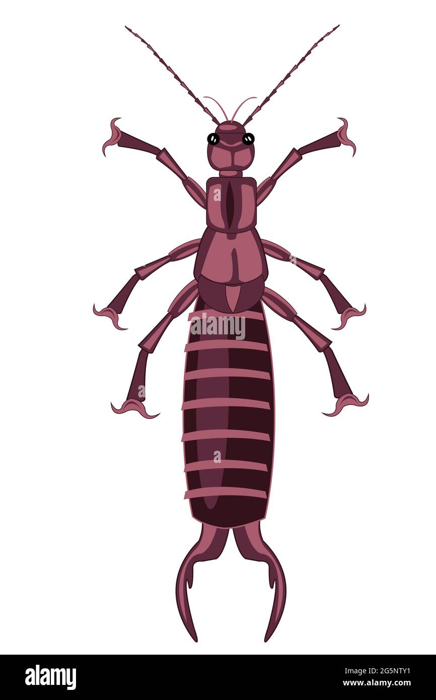 Vector illustration bad insect earwig cartoon Stock Vector Image & Art ...
