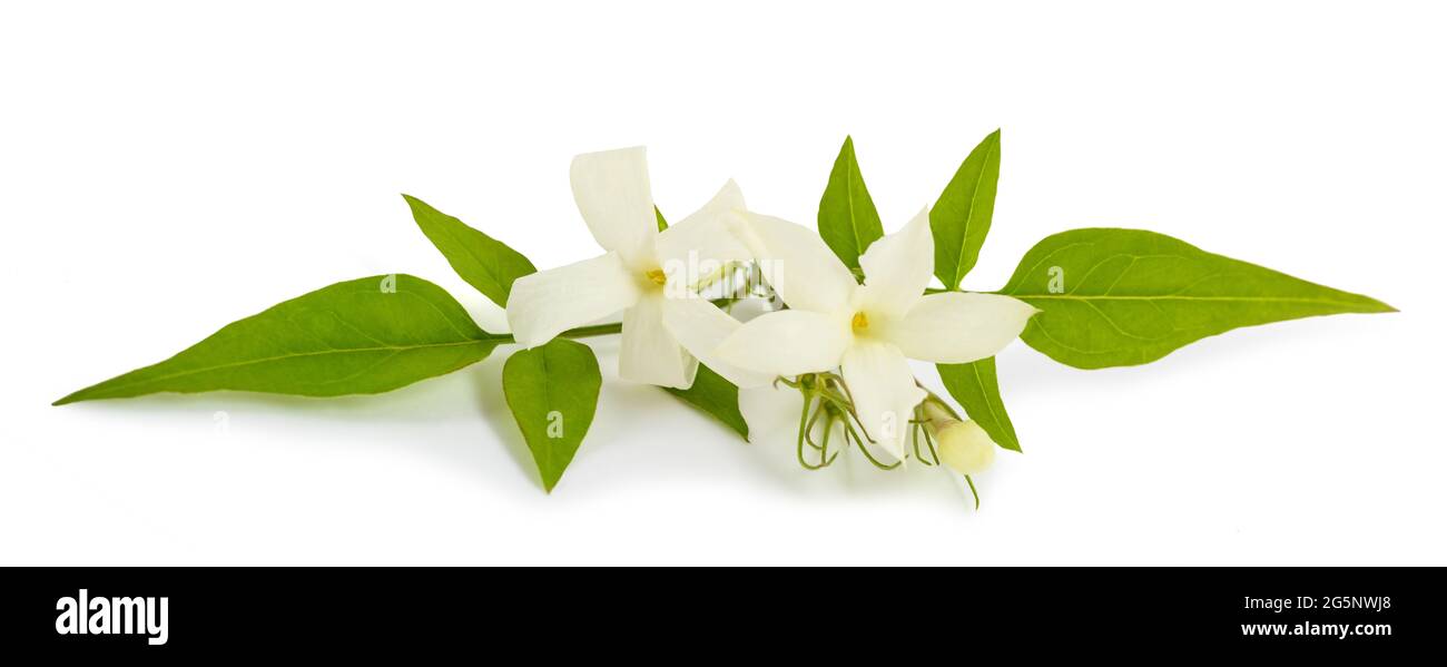 Jasmine branch with flowers isolated on white background Stock Photo ...