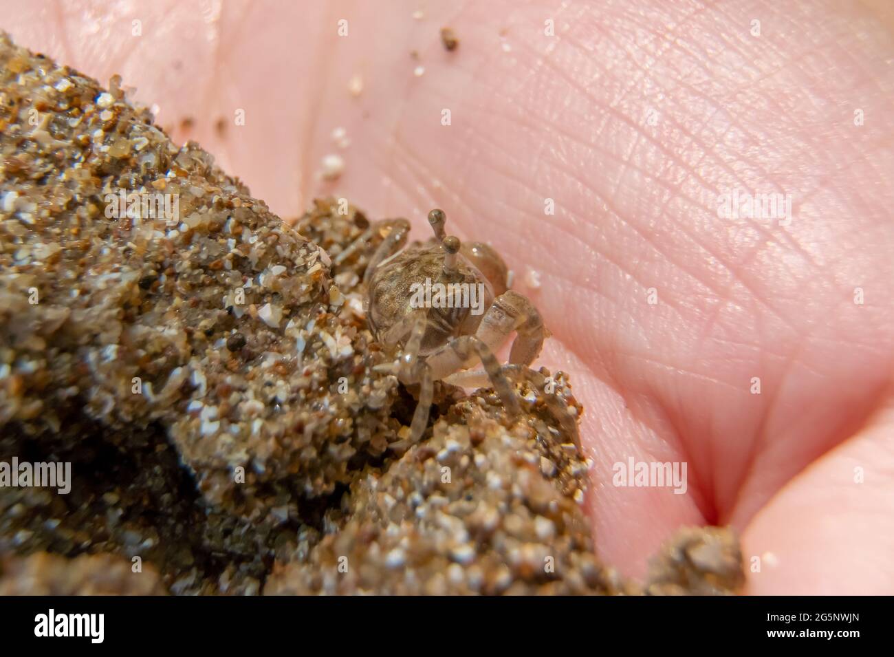 Close up a small ghost crab on hand. Macro photography of a small crab ...