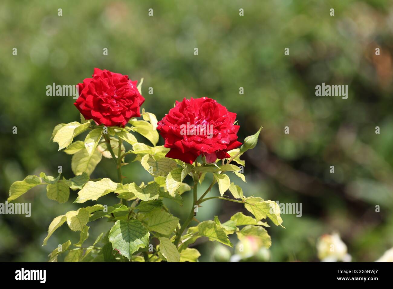 Red Roses on a bush in a garden Stock Photo - Alamy