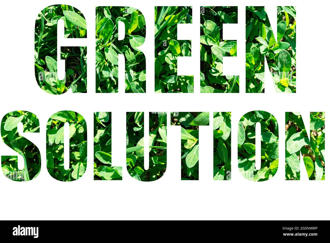 The word GREEN SOLUTION from green grass isolated on white background ...