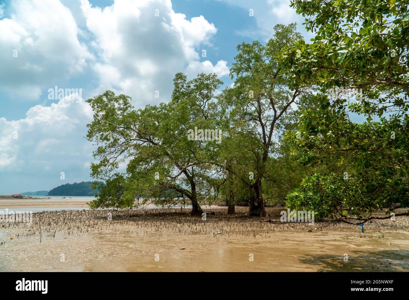 Pneumatophores, Aerial roots, Special roots for breathing of mangrove ...
