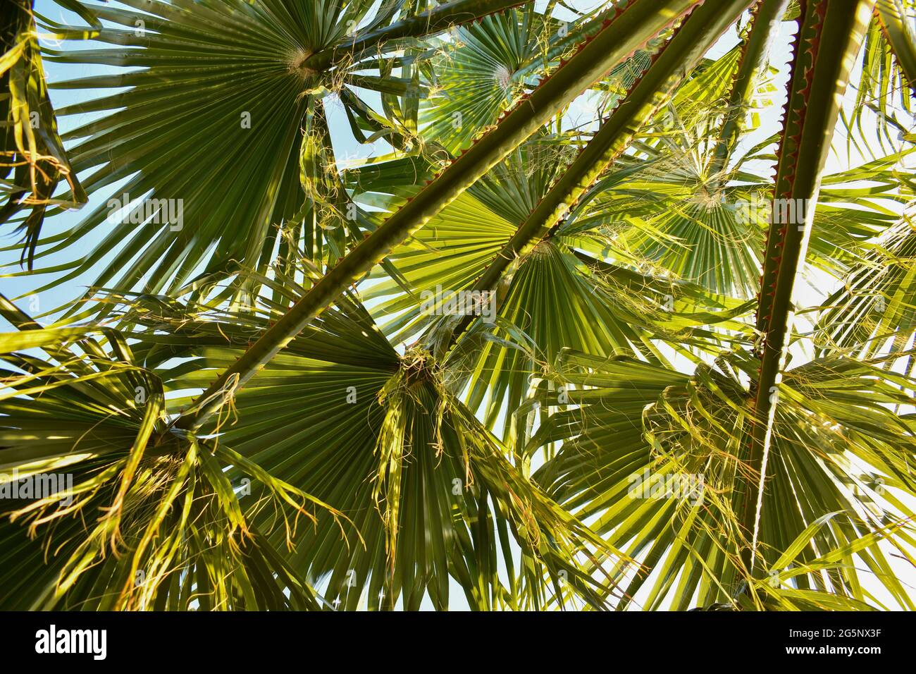 Up view of palm tree. Close up view. filling the frame Stock Photo - Alamy