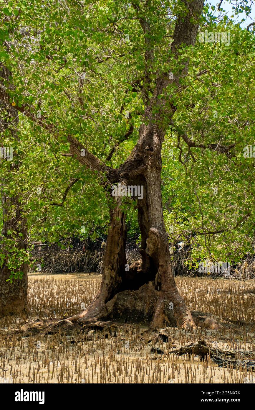 Big old tree in the mangrove forest surrounded by pneumatophores and ...