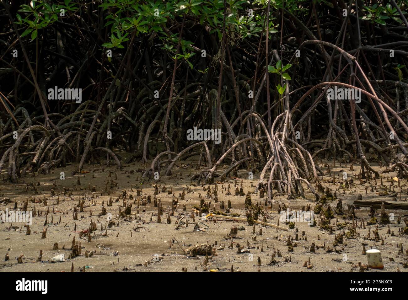 Mangrove root close up hi-res stock photography and images - Alamy