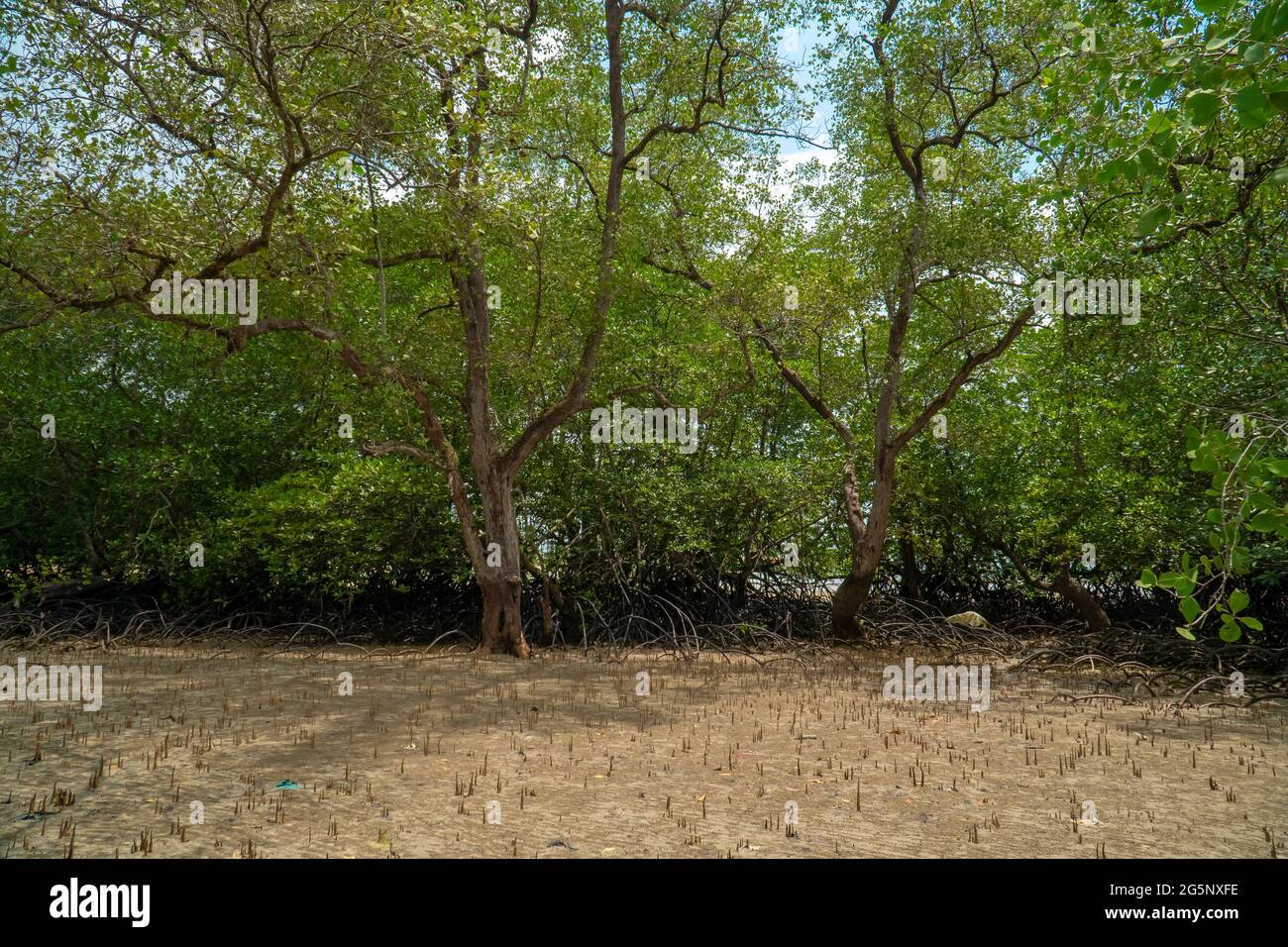 Tropical mangrove forest trees, roots, pneumatophores and aerial roots ...