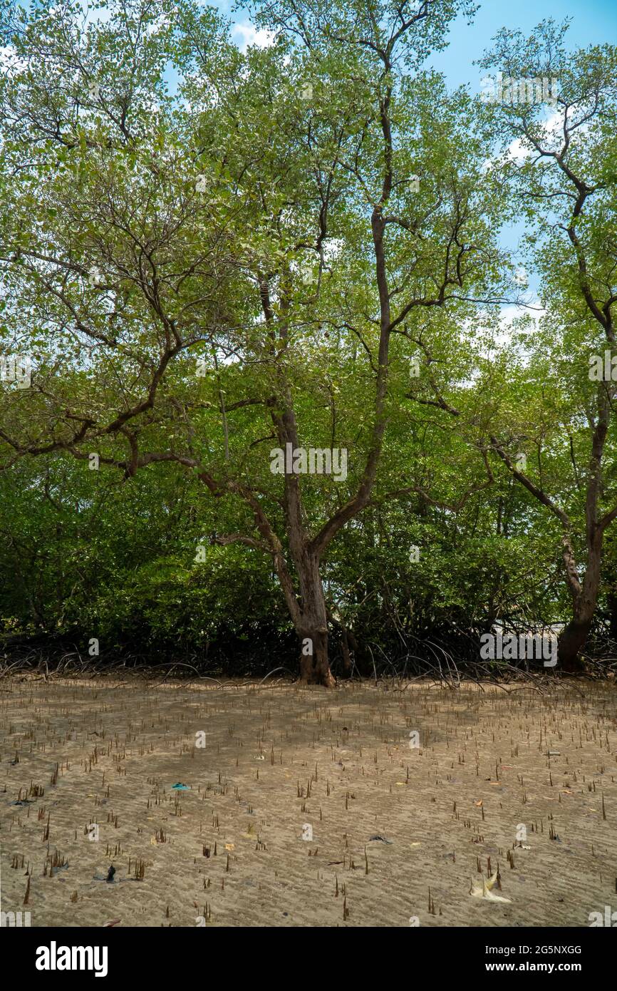 Tropical mangrove forest trees, roots, pneumatophores and aerial roots ...