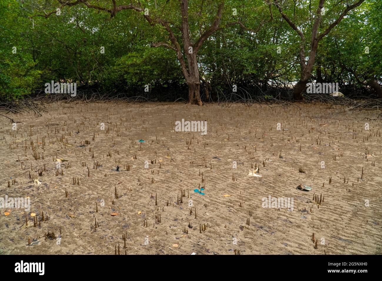 Tropical mangrove hi-res stock photography and images - Alamy