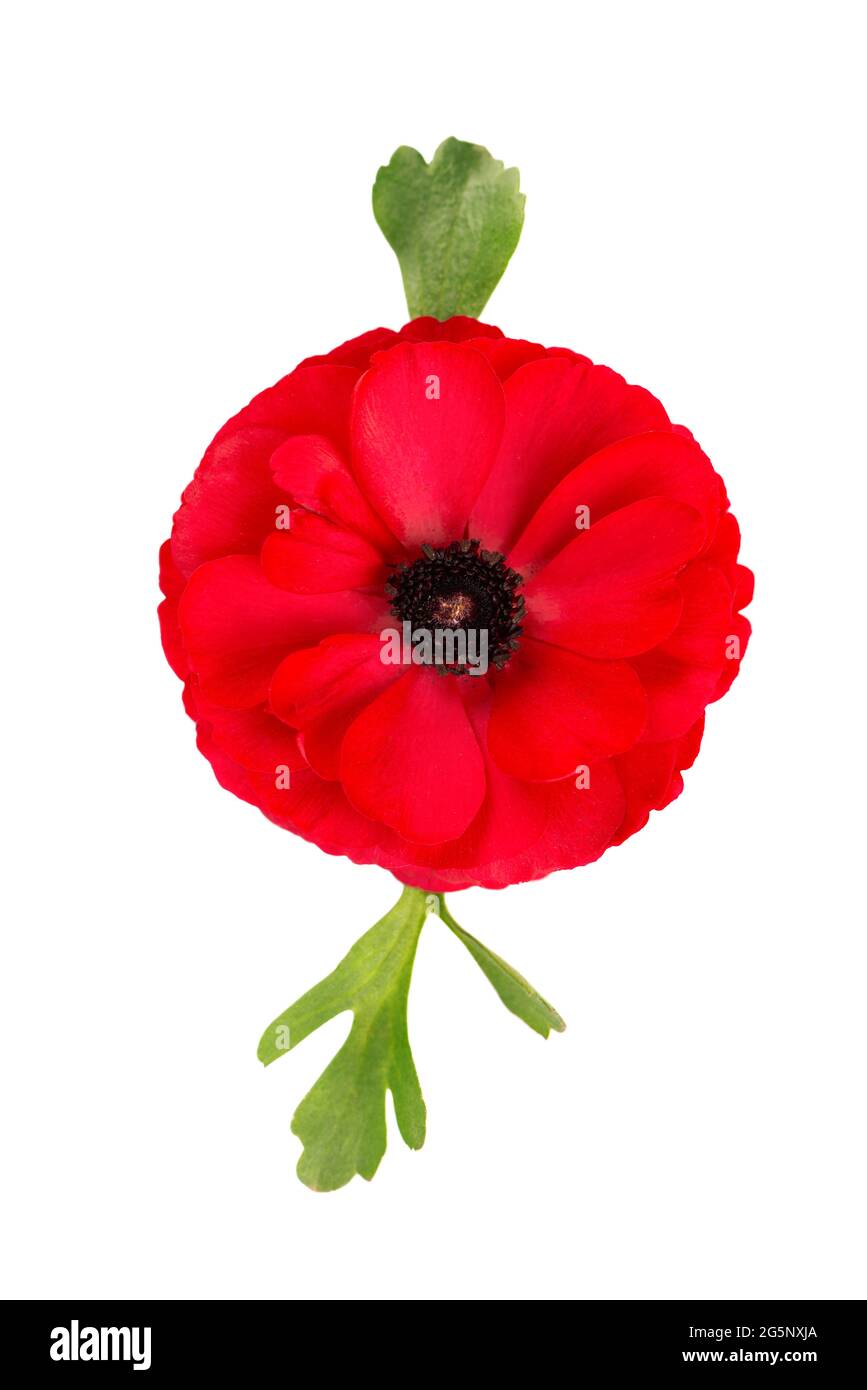 Red ranunculus asiaticus flower isolated on white background. Persian ...