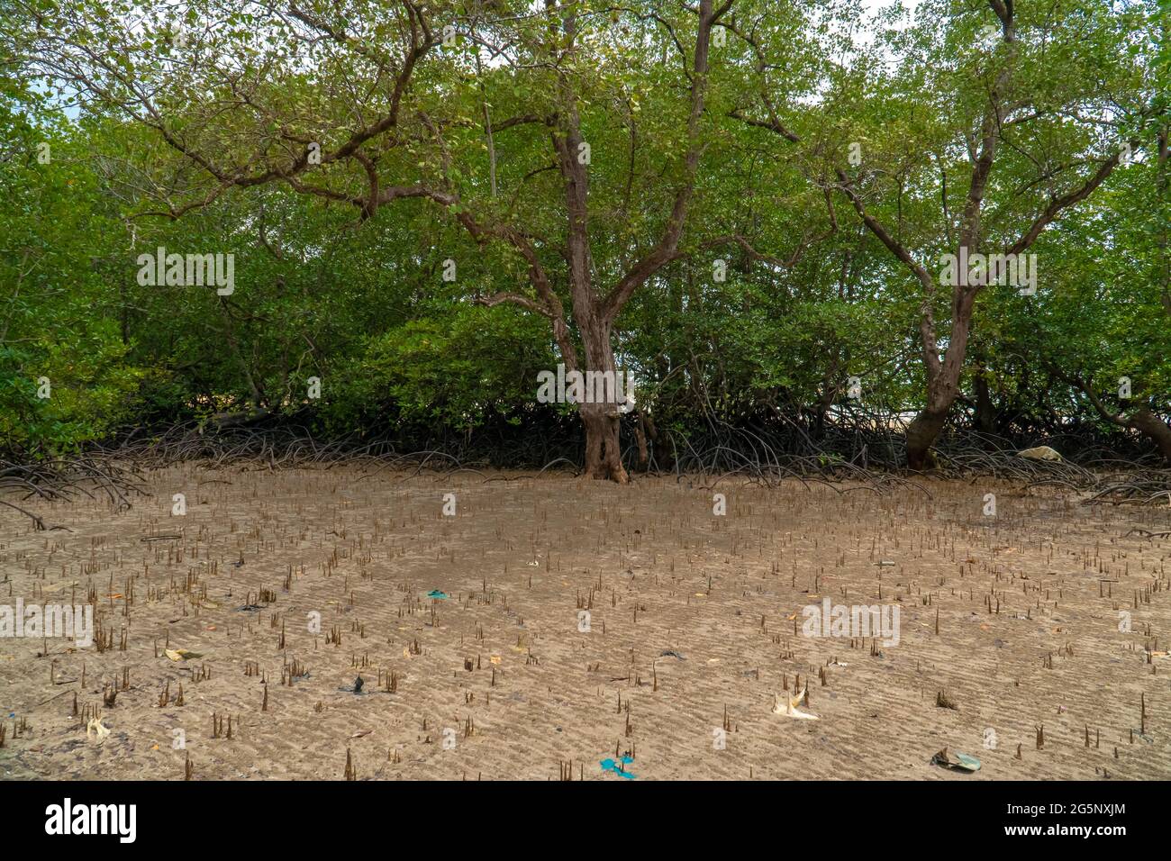 Tropical mangrove forest trees, roots, pneumatophores and aerial roots ...