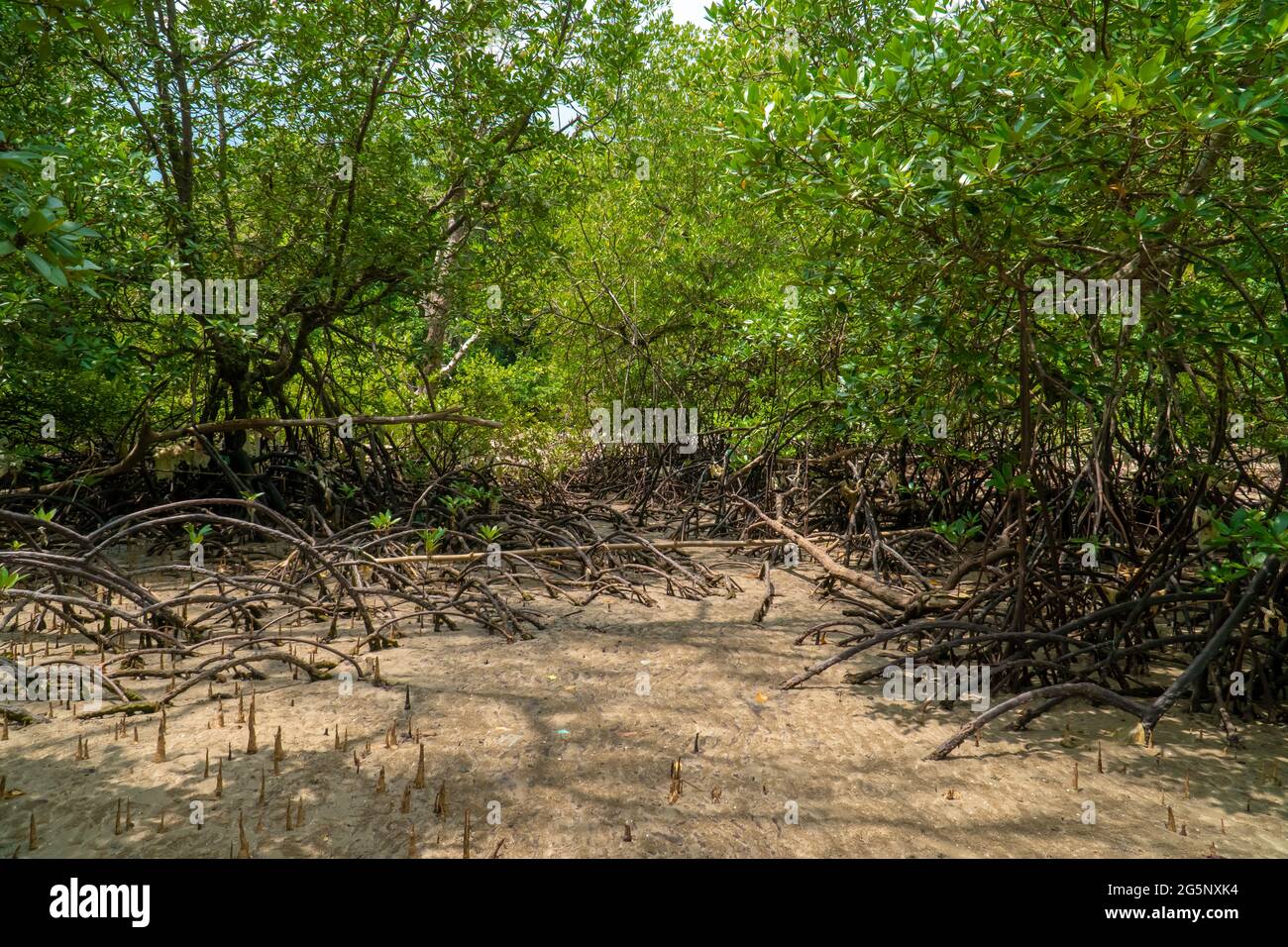 Tropical mangrove hi-res stock photography and images - Alamy