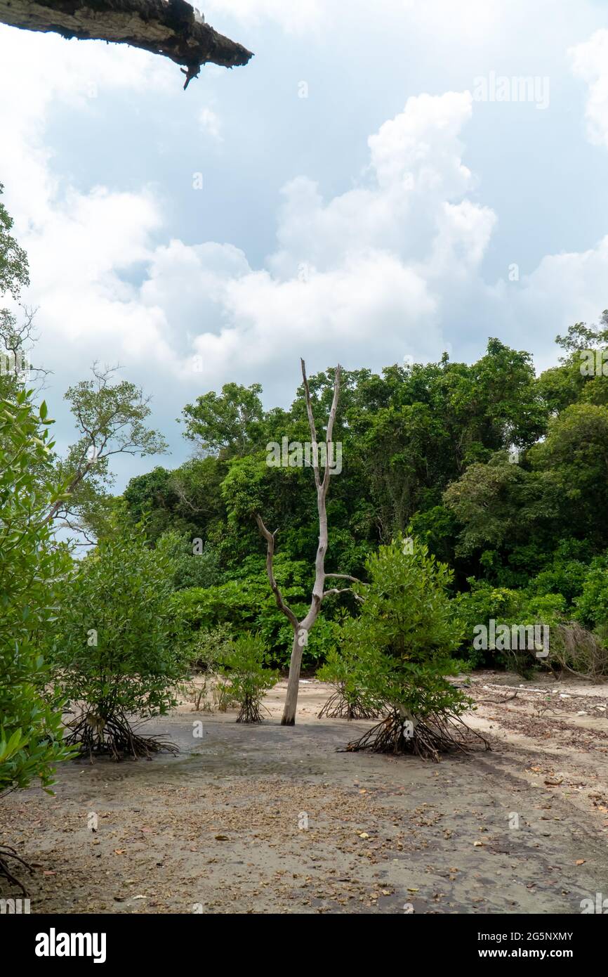 A dead mangrove tree in tropical mangrove forest during low tide period ...