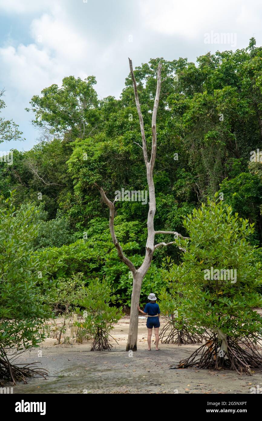 Mangrove Tree In Rainforest
