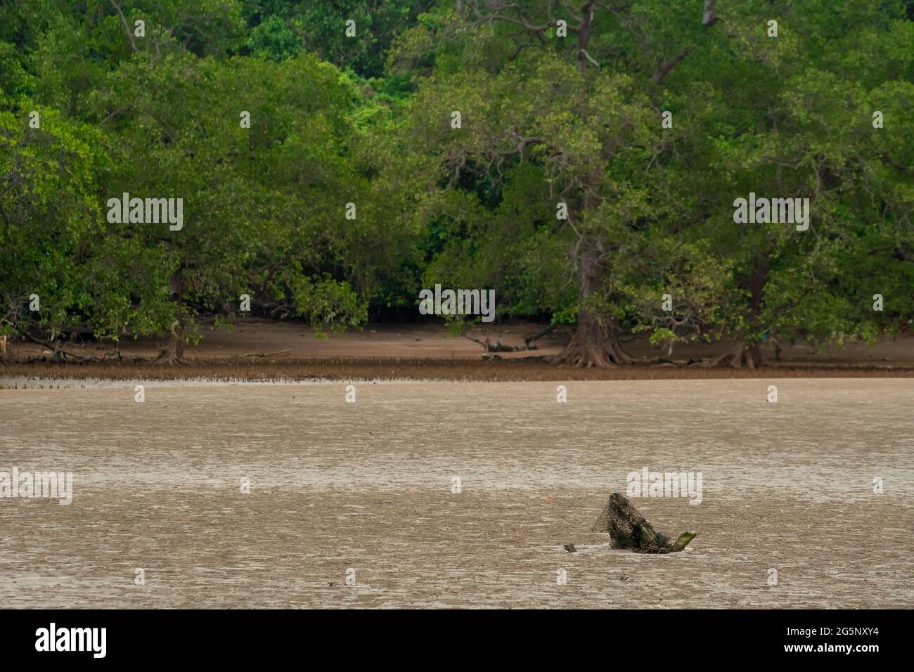 Abandoned fishing net at the mangrove forest beach during low tide ...