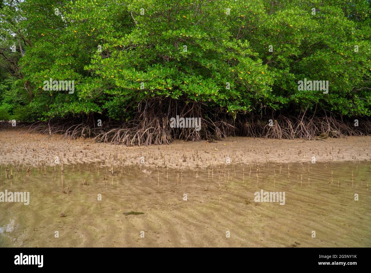Tropical mangrove forest trees, roots, pneumatophores and aerial roots ...