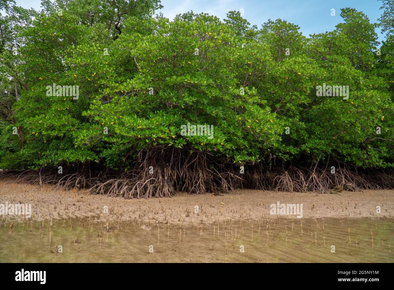 Red mangrove roots hi-res stock photography and images - Alamy