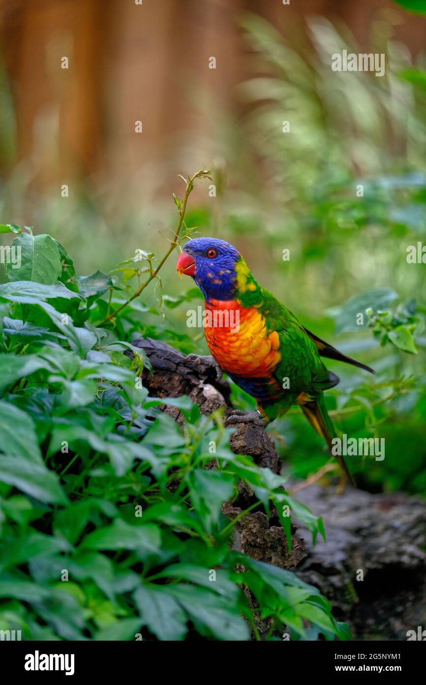 bird Rainbow lorie with tree in zoo in czech republic Stock Photo - Alamy