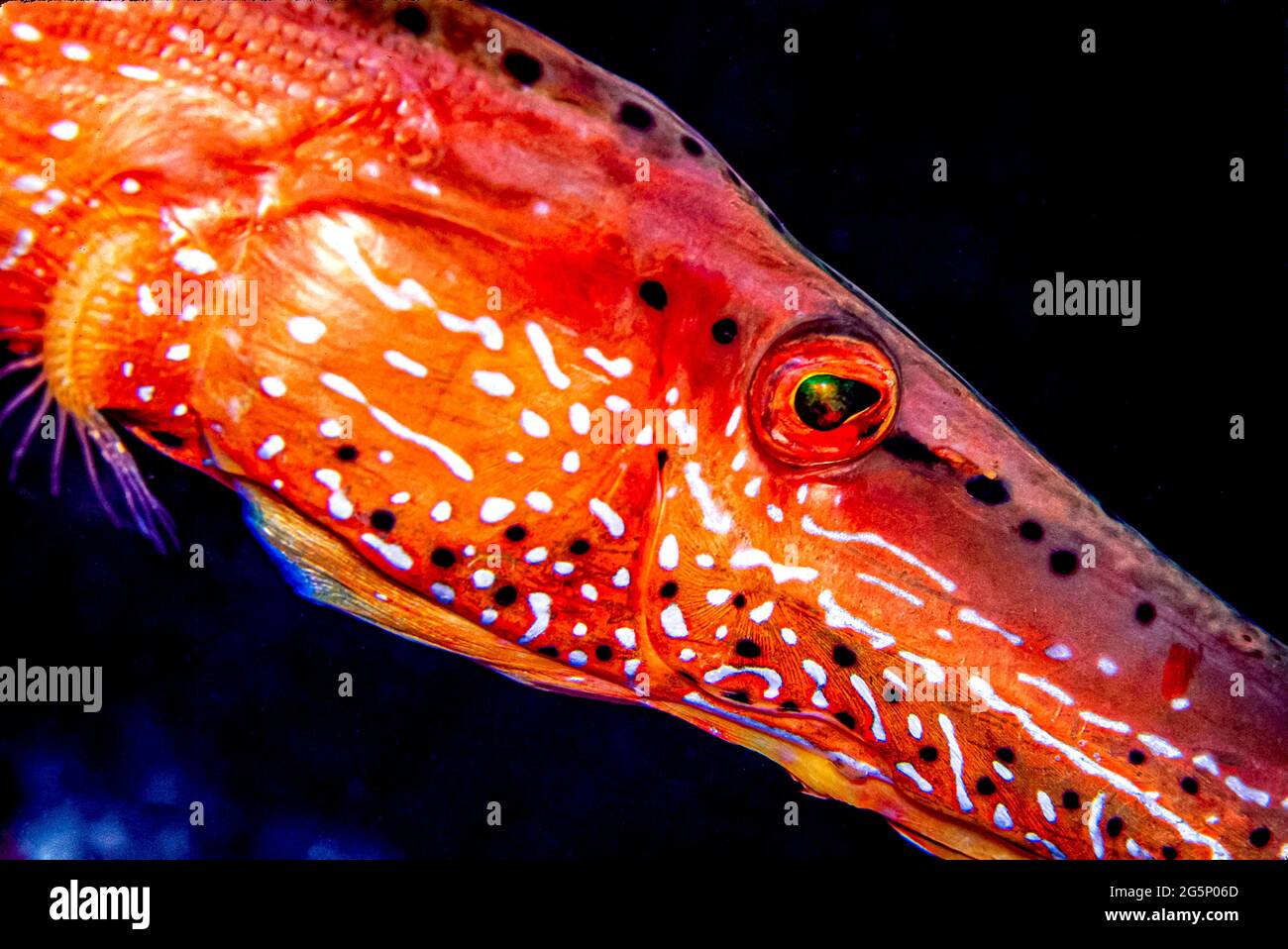 Caribbean coral reef,Trumpetfish closeup off Roatan Stock Photo - Alamy