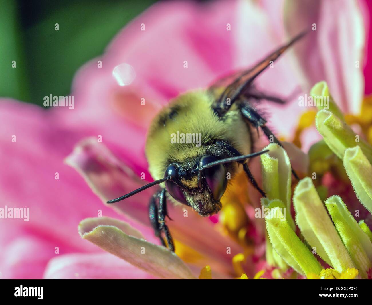 bumblebee, bumble bee, genus Bombus, part of Apidae, one of the bee ...