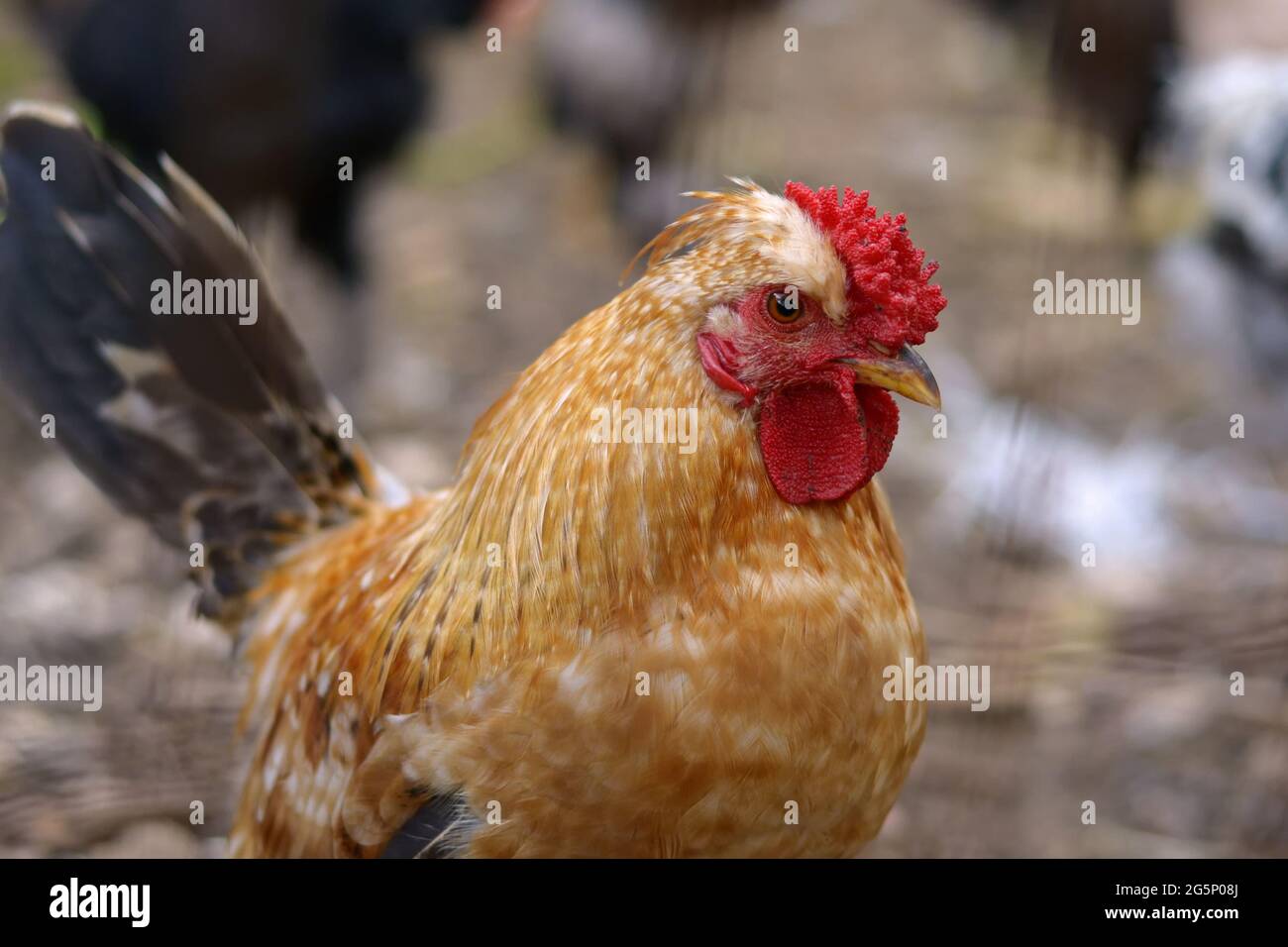 rooster in the farm. Farm animals, rooster in natural environment Stock ...