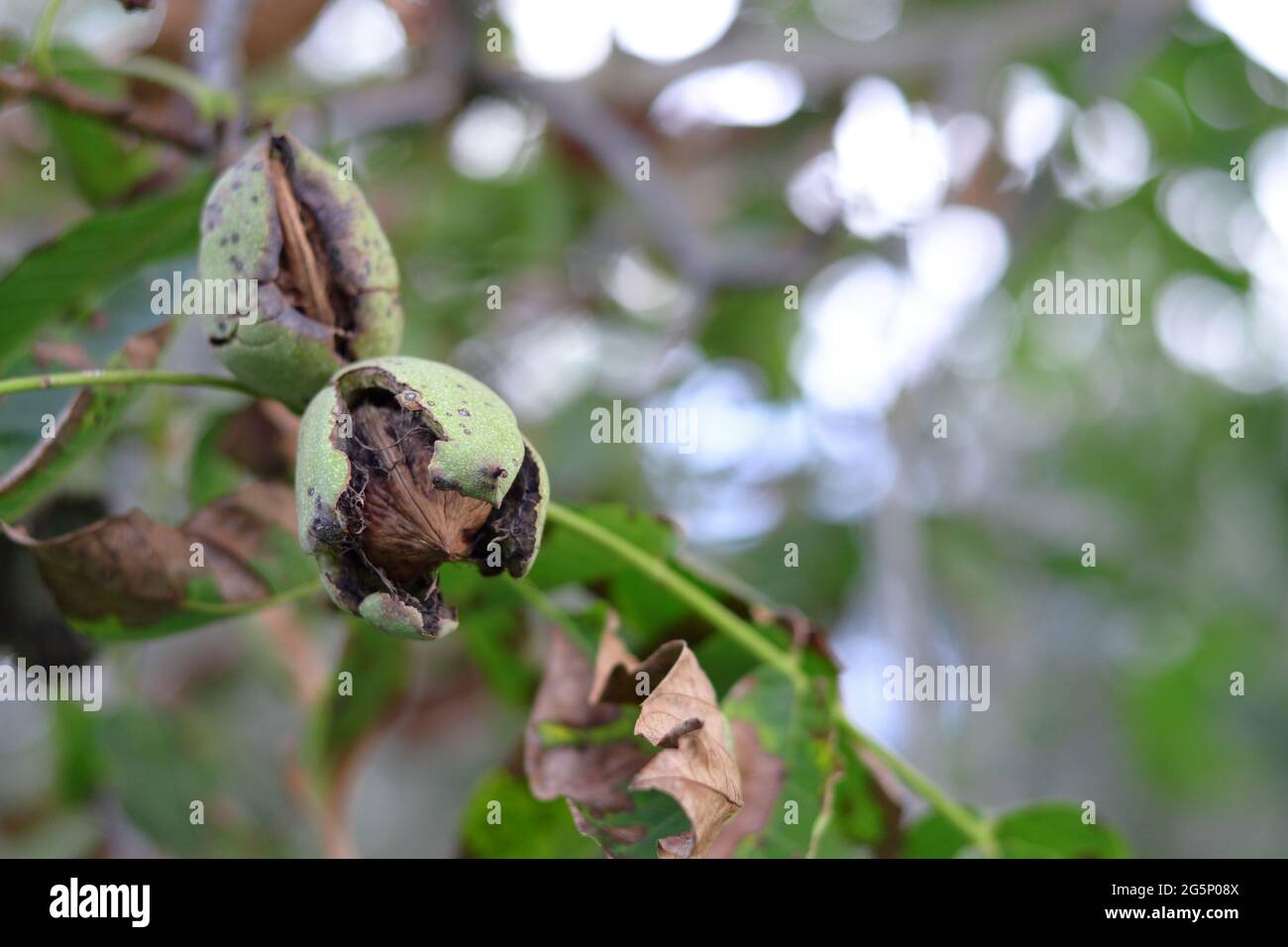 Mature walnut tree hi-res stock photography and images - Alamy