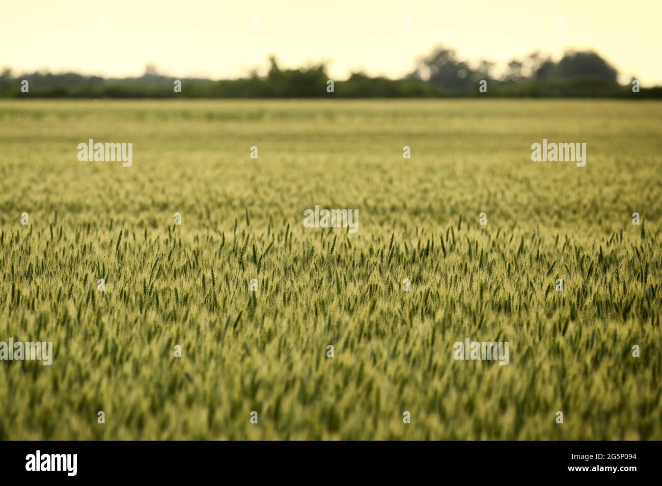 Field rye sky in time hi-res stock photography and images - Alamy