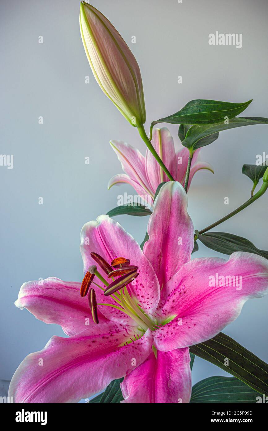 Lillium arrangement hi-res stock photography and images - Alamy