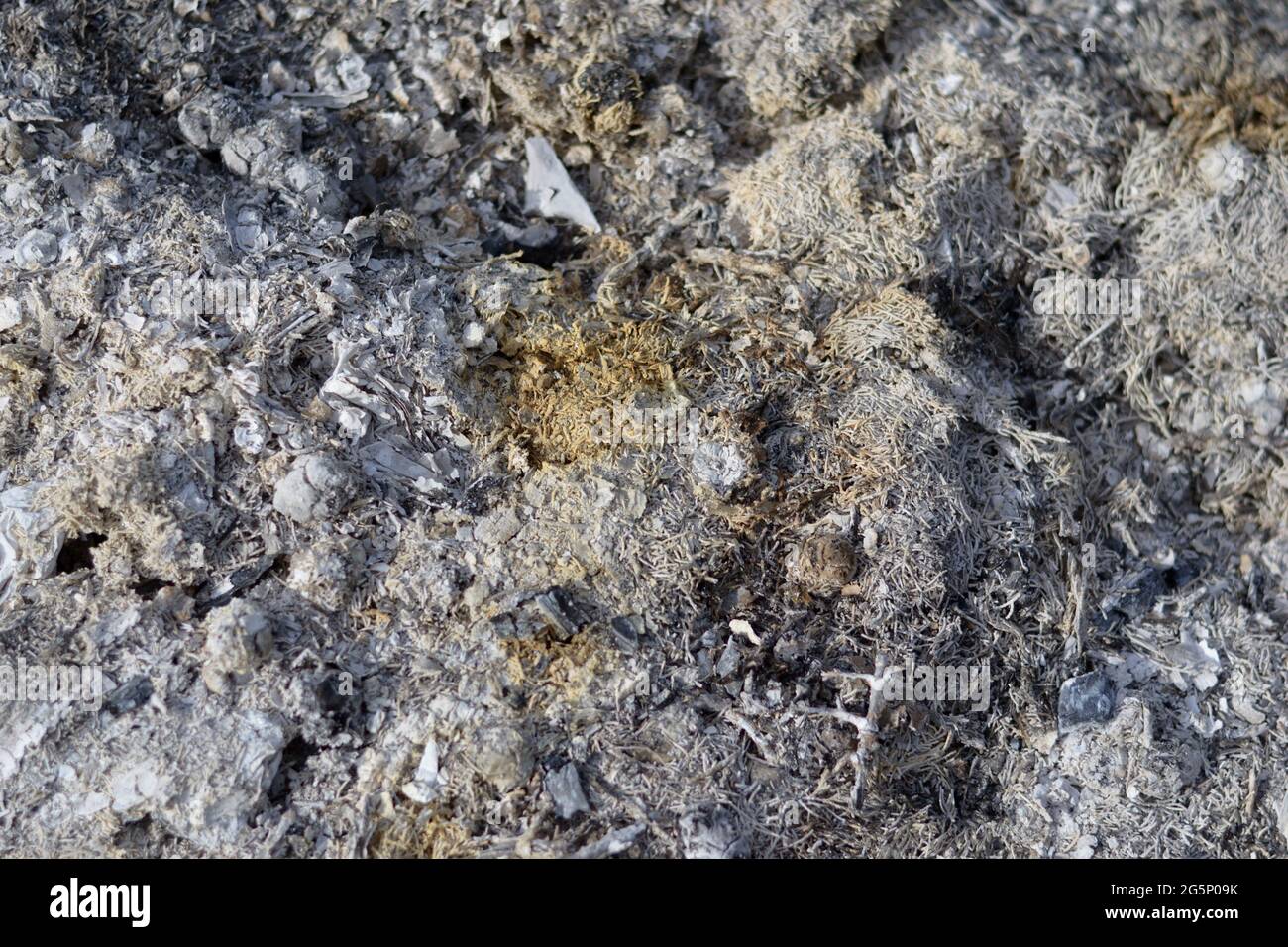 ash texture.wood ash texture.Burnt wood Stock Photo - Alamy