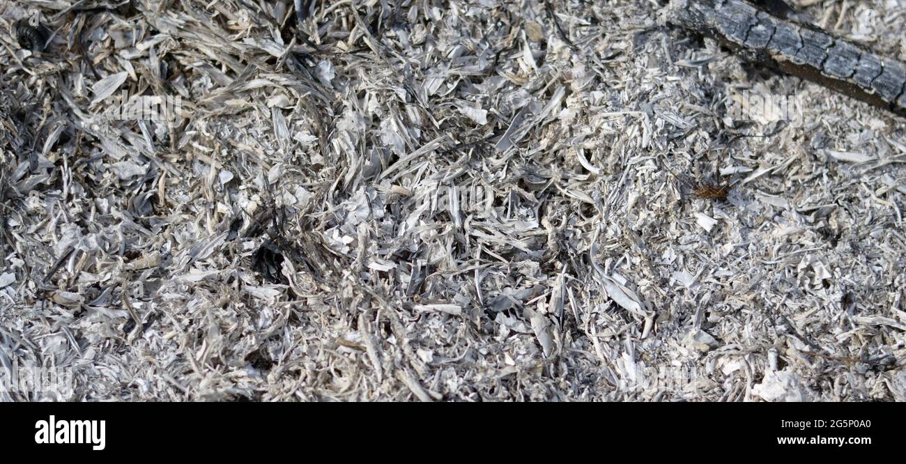 ash texture.wood ash texture.Burnt wood Stock Photo - Alamy