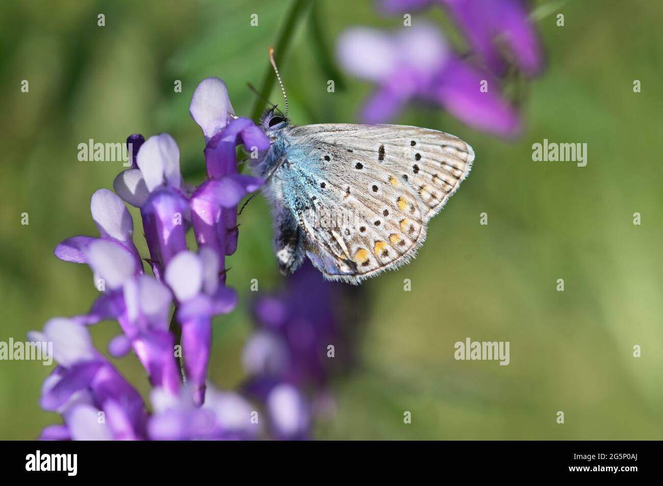 Closeup Common Blue (Polyomathus icarus) butterfly Stock Photo - Alamy