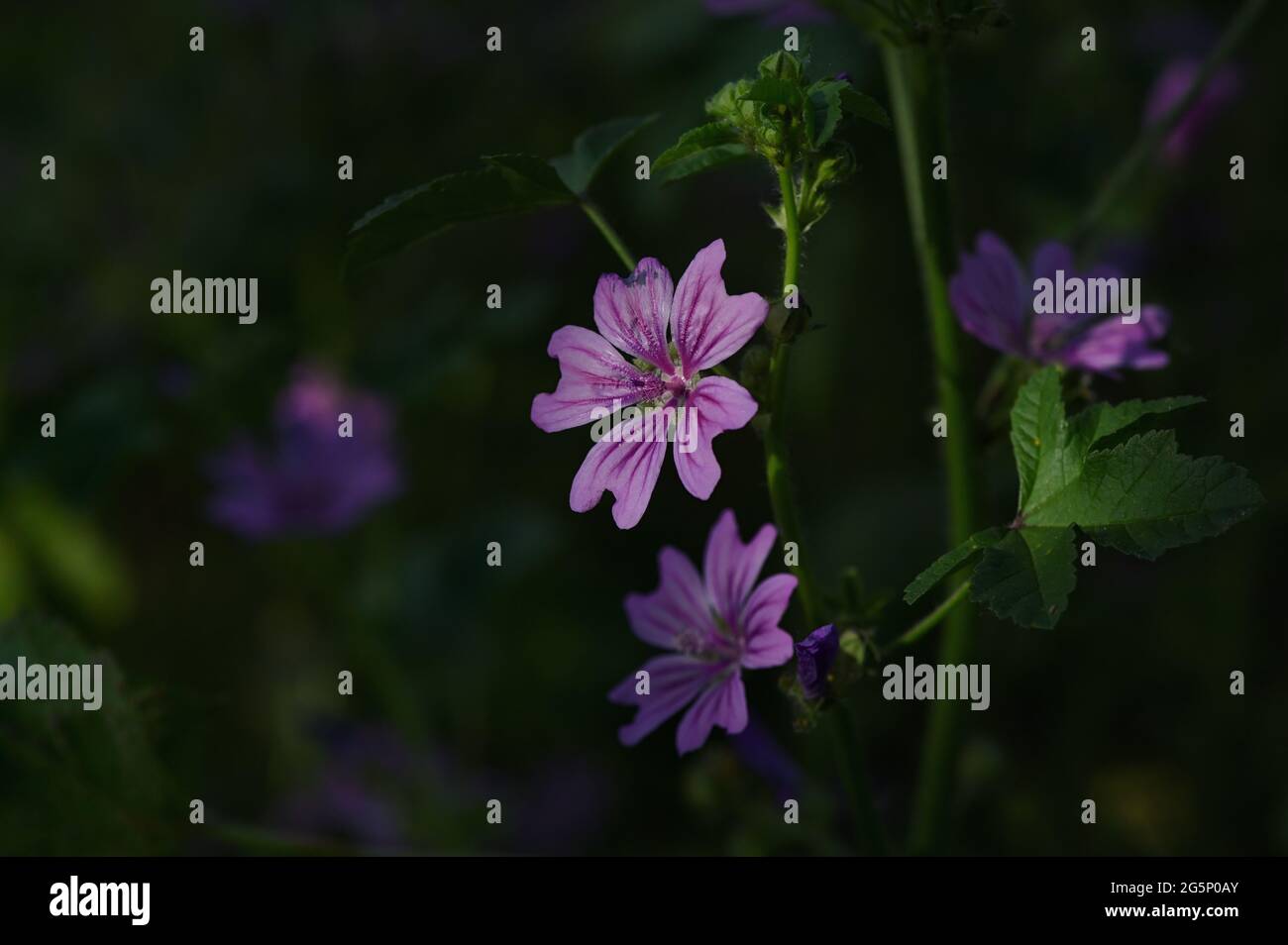 Malva sylvestris, common mallow on Summer Field Stock Photo - Alamy