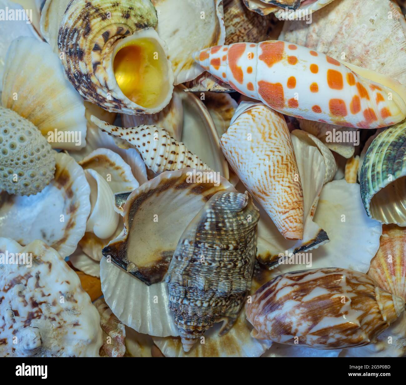 Sea shell collection with different species in pile Stock Photo - Alamy
